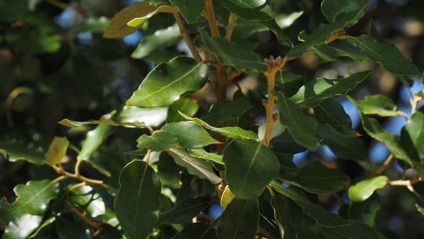 Kampfer - Jacobus-Schwedenkräuter – traditionelle Rezepturen mit ...